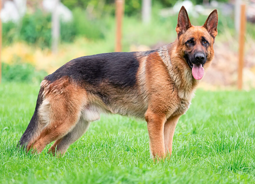 German Shepherds: The Ultimate Companion and Working Dog · Loyal Shepherds