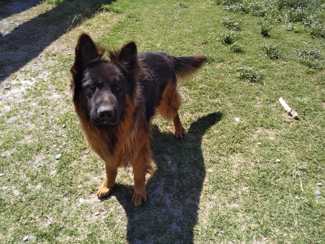 German Shepherds: A Loyal, Intelligent, and Versatile Companion · Loyal ...