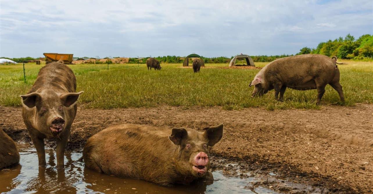 Parasites & Pork · Mohr Natural