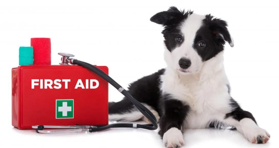 Canine First Aid (Level 3)