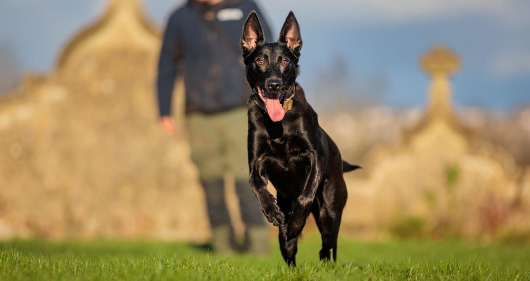 How Do You Handle Out of Control Dogs? · The 66 Club