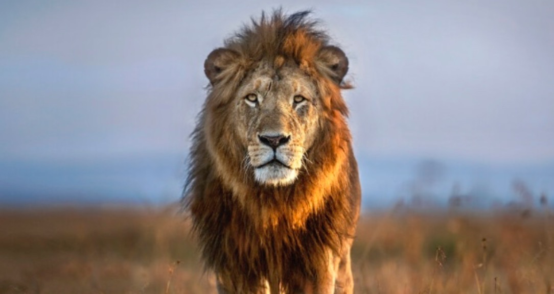 Carnivore Wellness Crew