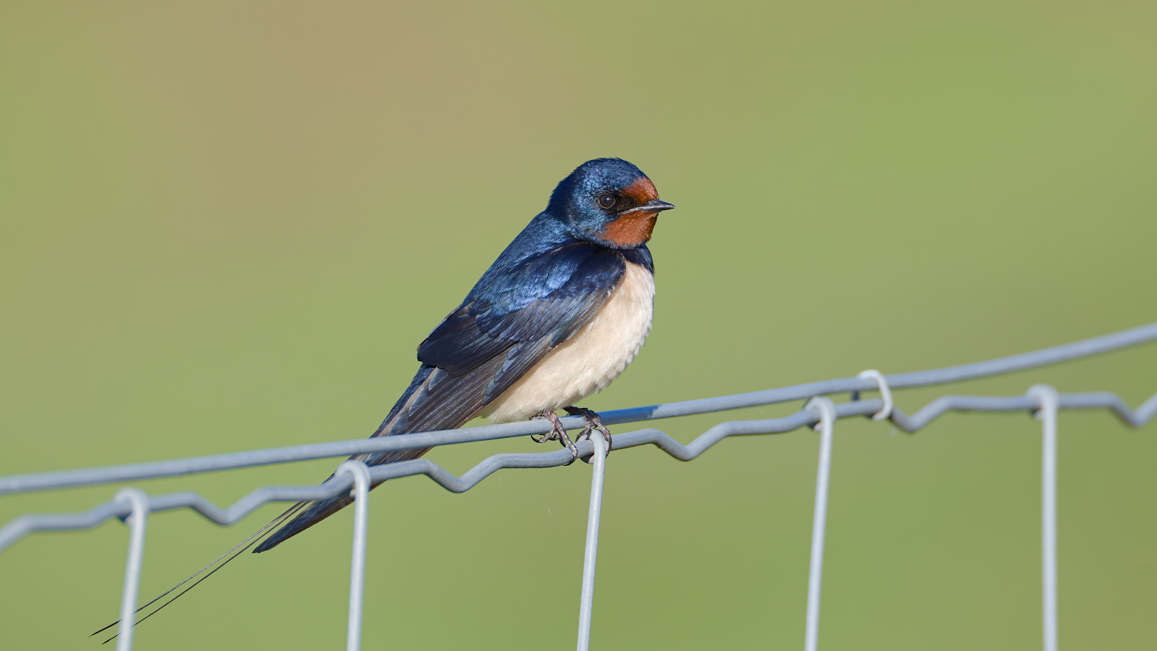 Rauchschwalbe · Die Naturfoto-Community #1