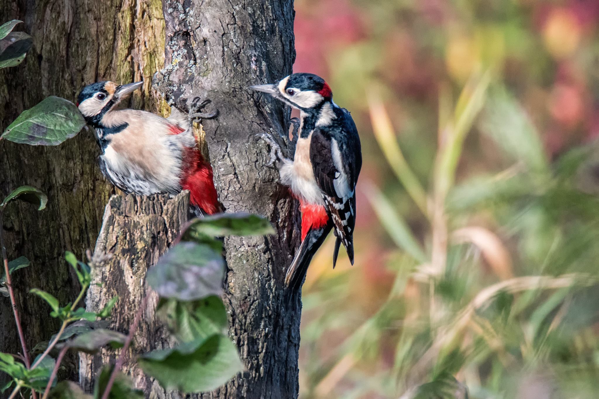 Buntspechte · Die Naturfoto-Community #1