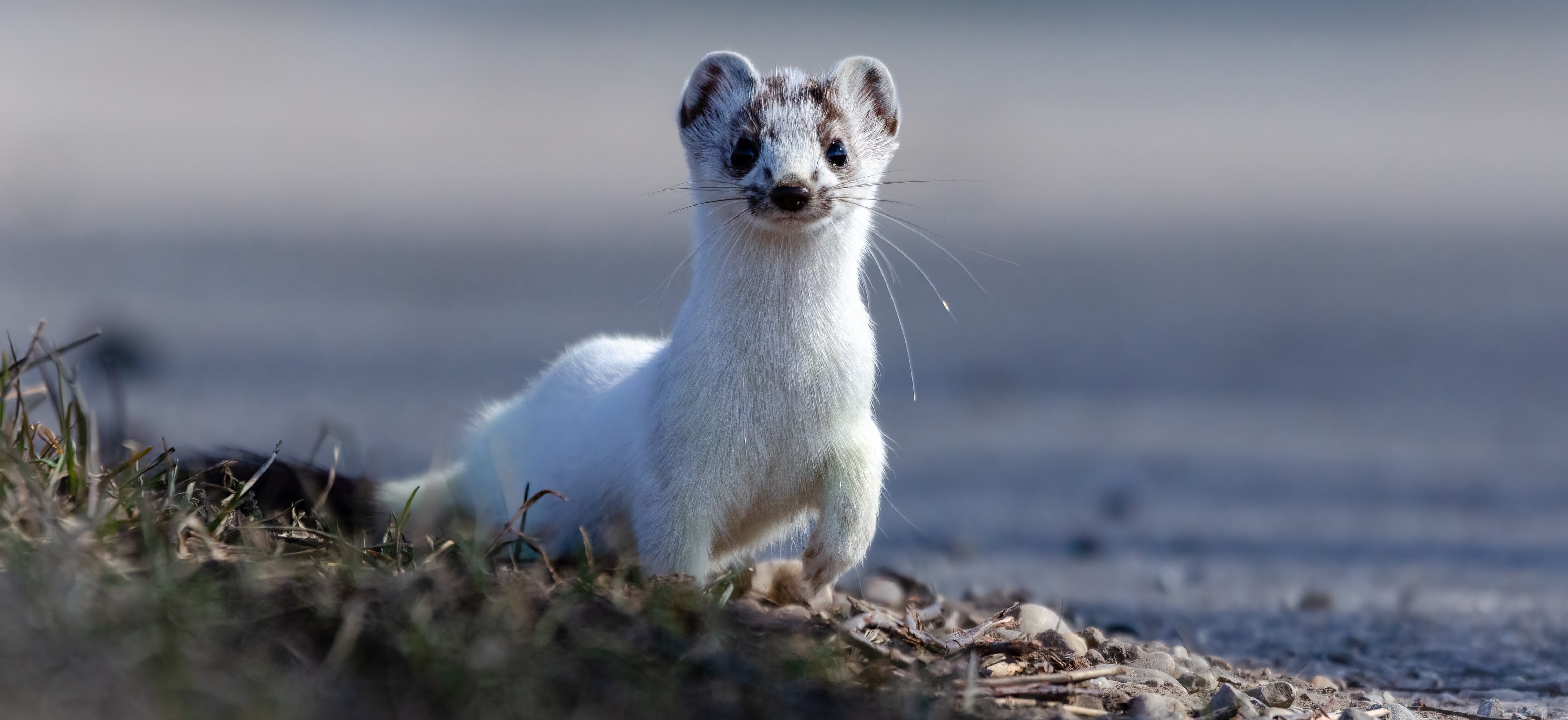 Hermelin · Die Naturfoto-Community #1