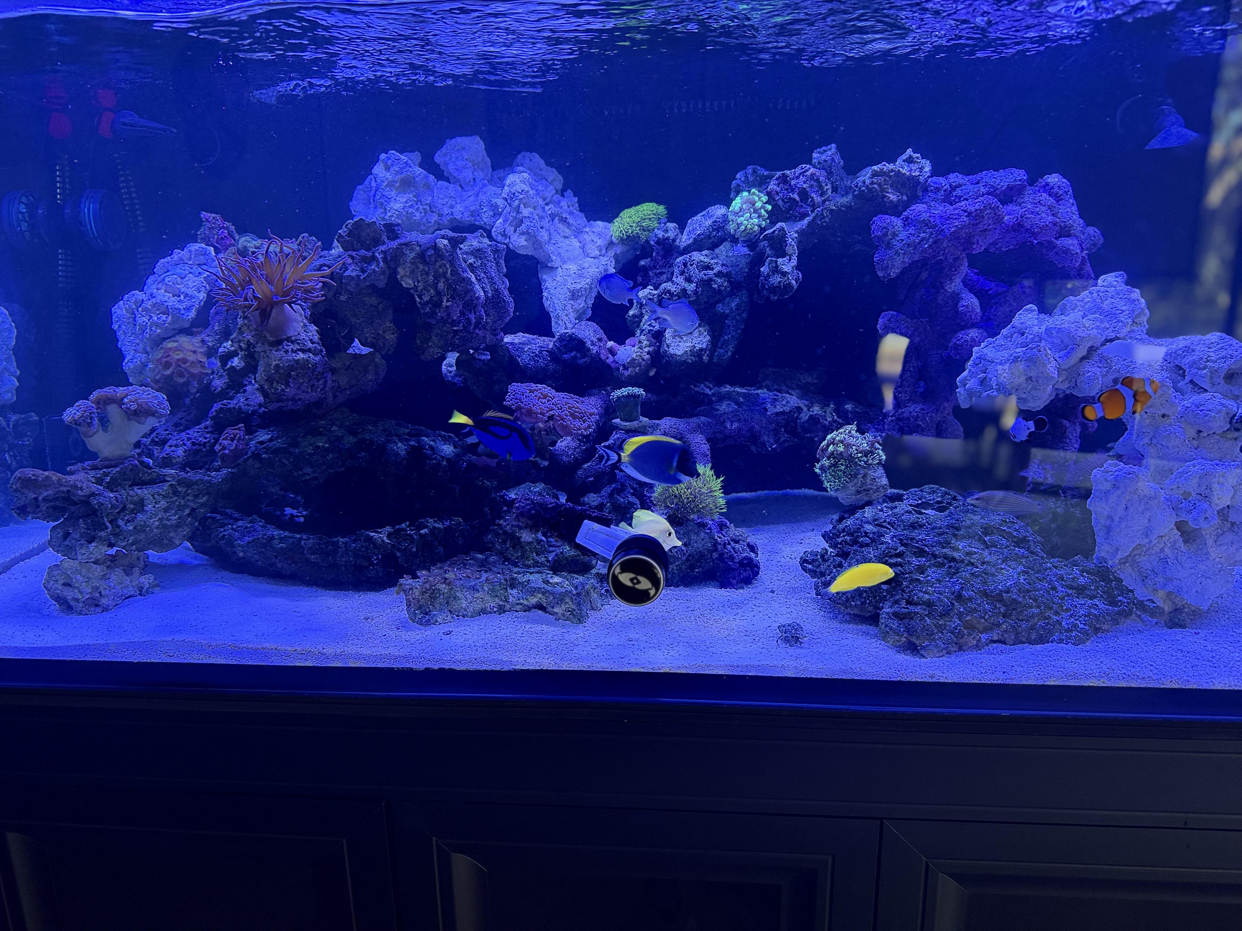 Fish recommendations · Aquarium Arts Insider Club