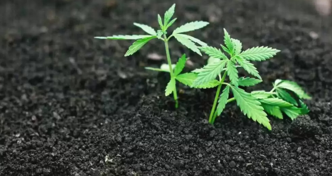 Welcome and Congratulations! · Containerized No-till Cannabis