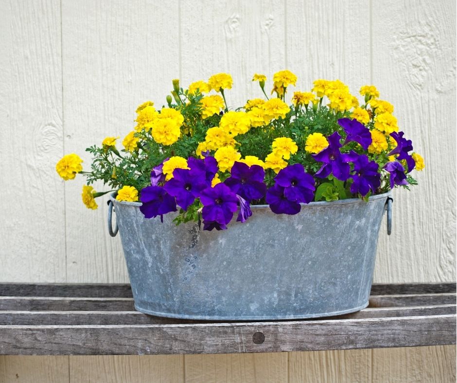 The Best Companion Plants for Flowering Containers · The Potted Garden ...