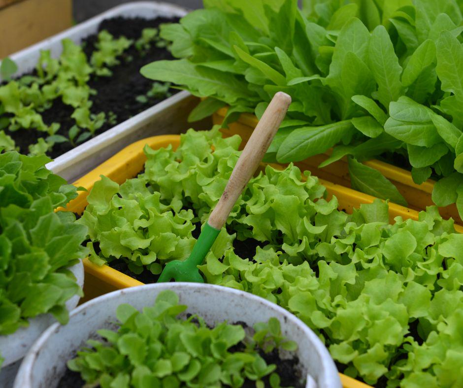 Lettuce in Pots: Cut-and-Come-Again Basics (So You Can Harvest More ...