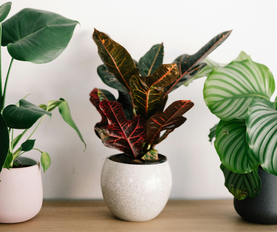 National Houseplant Appreciation Day (January 10): A Little Love for ...