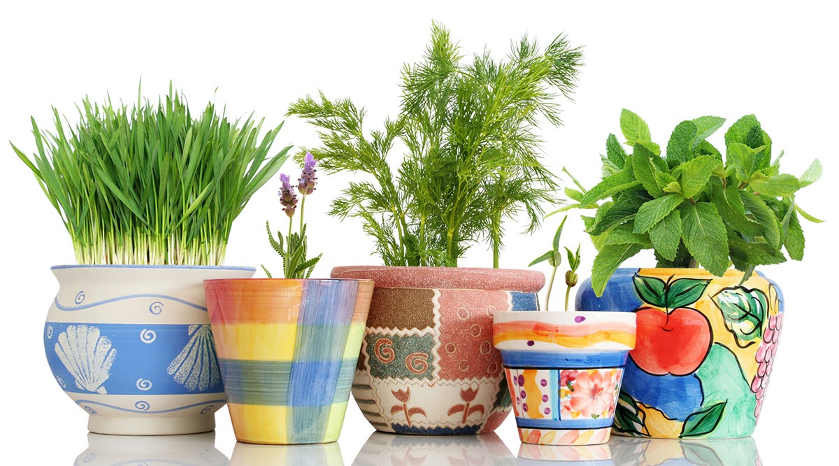 Companion Planting with Herbs in Containers · The Potted Garden Society