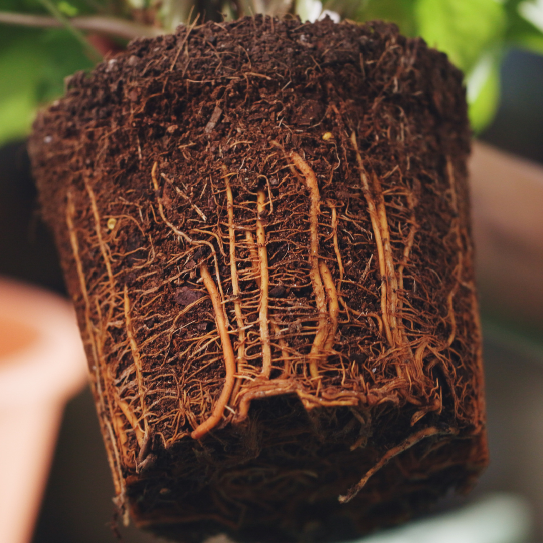 🌱 Container Soil & Drainage Mastery Week – Day 4 of 5 When to Refresh ...