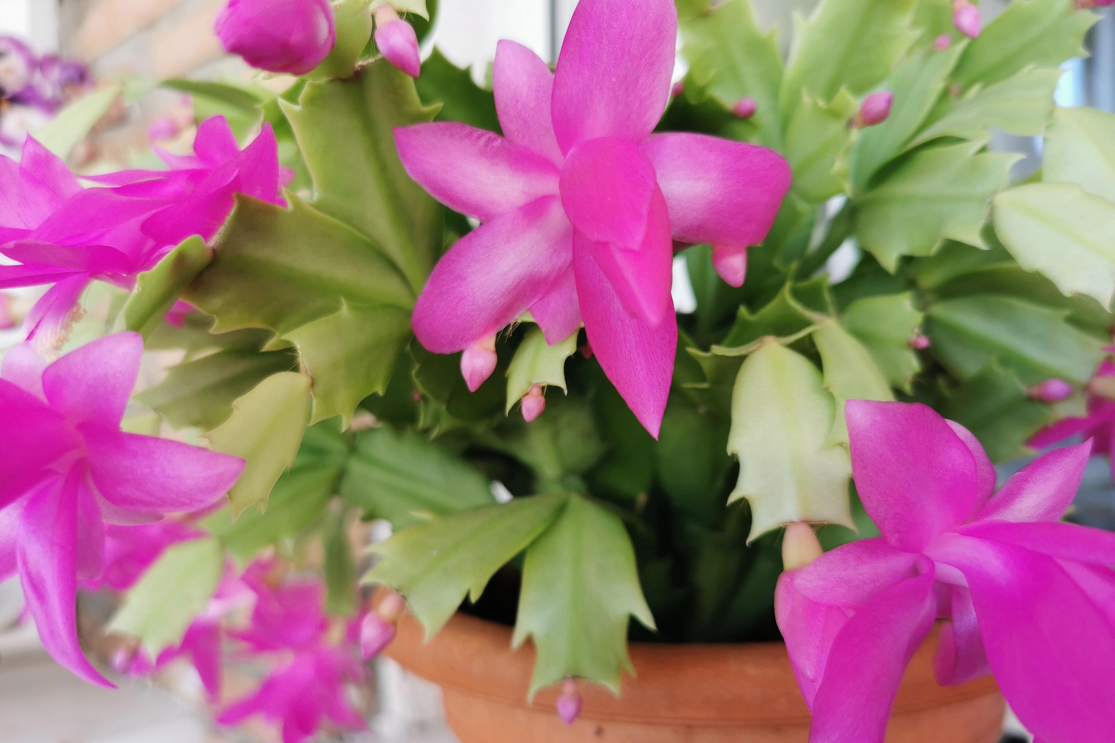 🌵 How to Keep Holiday Cacti Blooming Longer · The Potted Garden Society