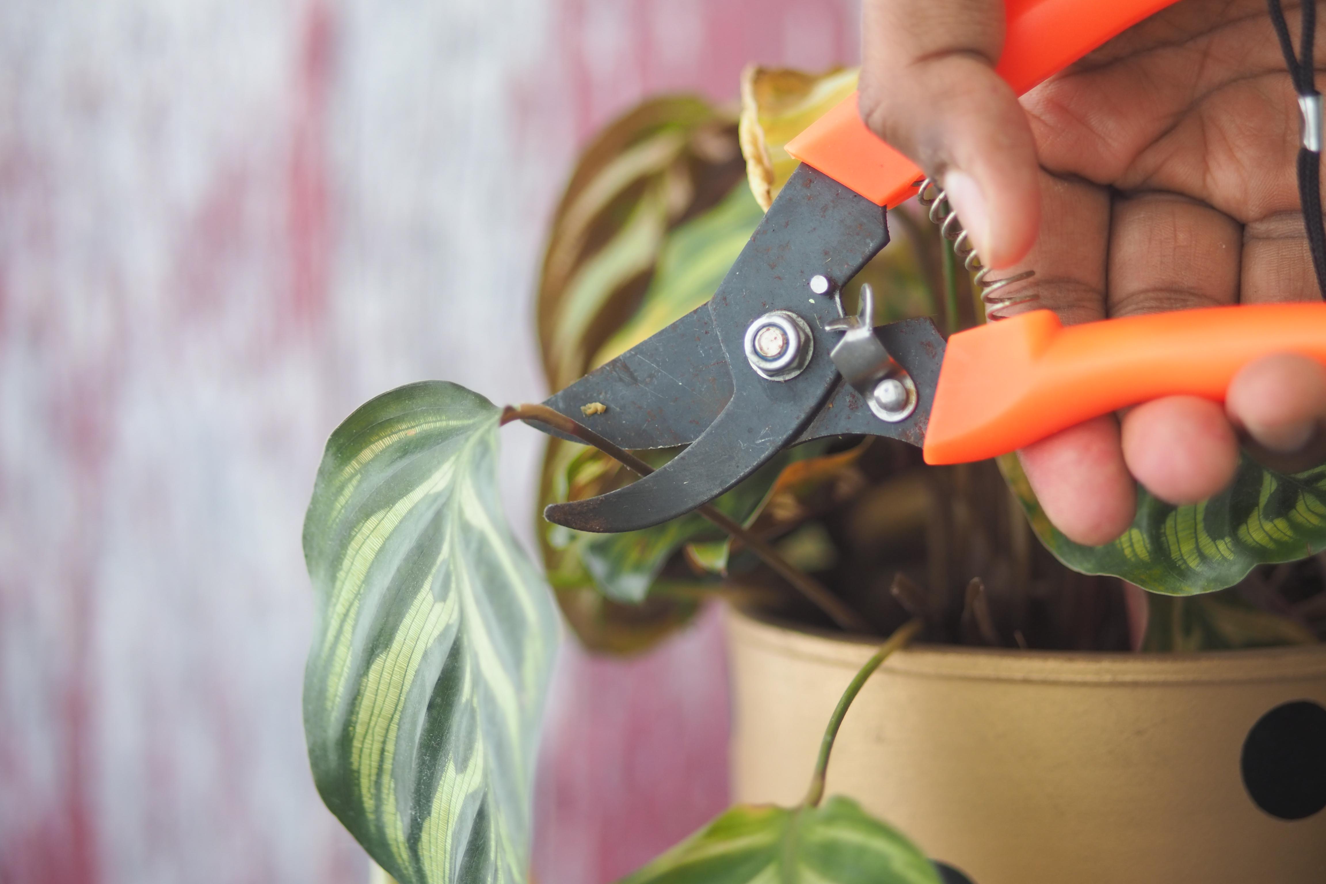 Pruning for Shape in January: What to Trim Now (and What Not To) ️🪴 ...