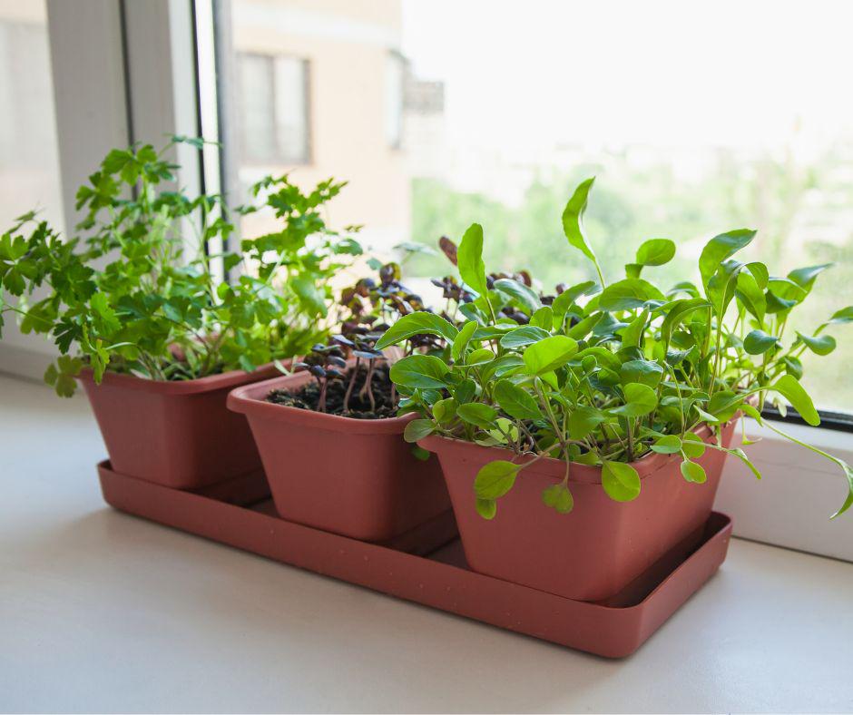 Best Herbs for Winter Windowsills (Easy Wins for Container Gardeners) 🌿 ...