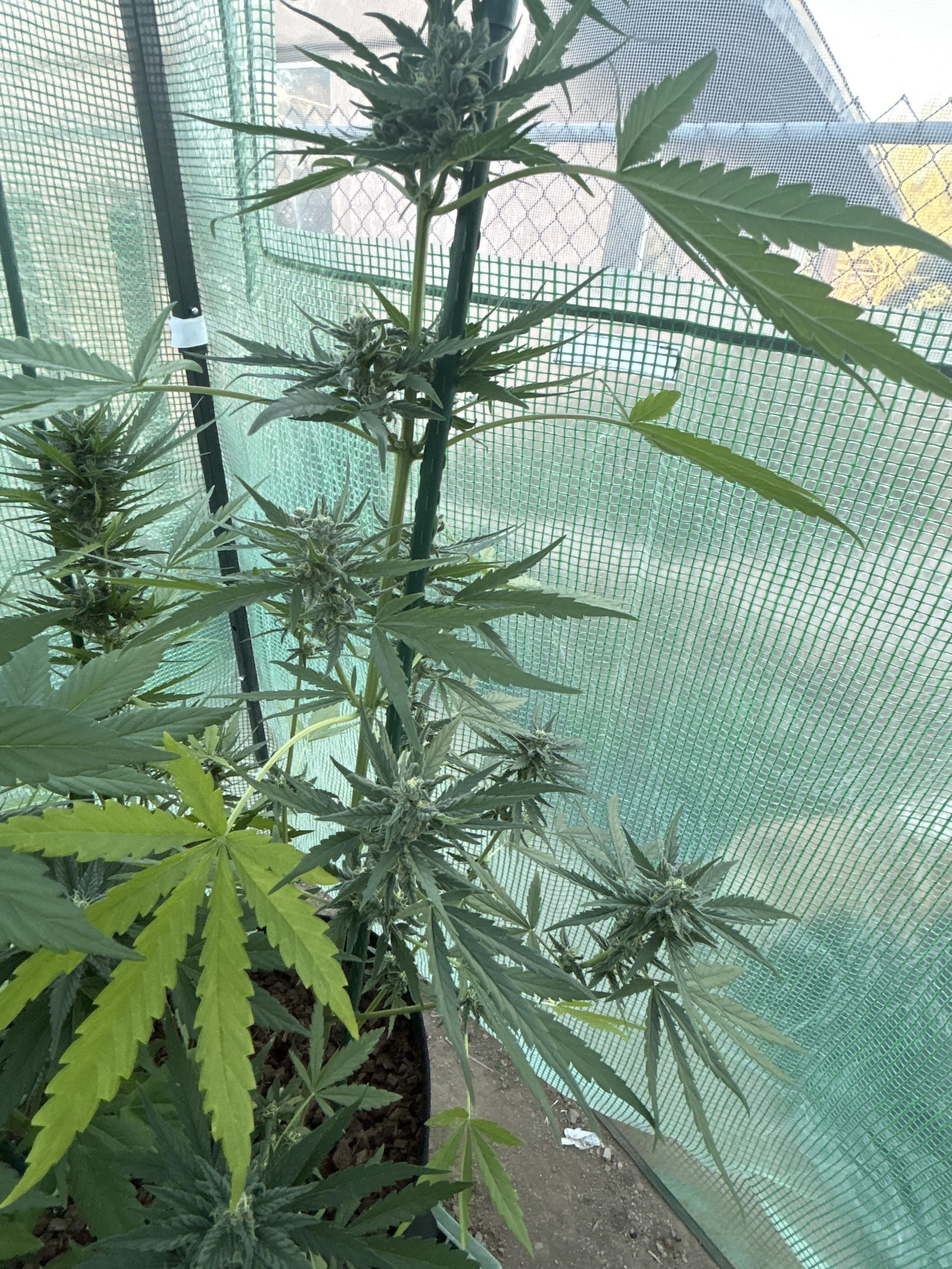 Yellowing fan leaves!?!? · Green Valley Growhouse