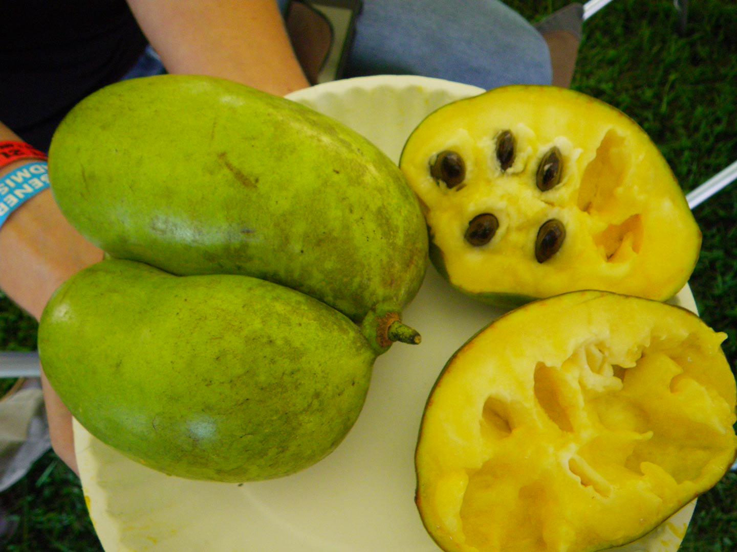 🥭 Pawpaw ≠ Papaya: Why This Native Superfruit Deserves Its Own ...