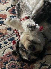 Gyoen Soggin