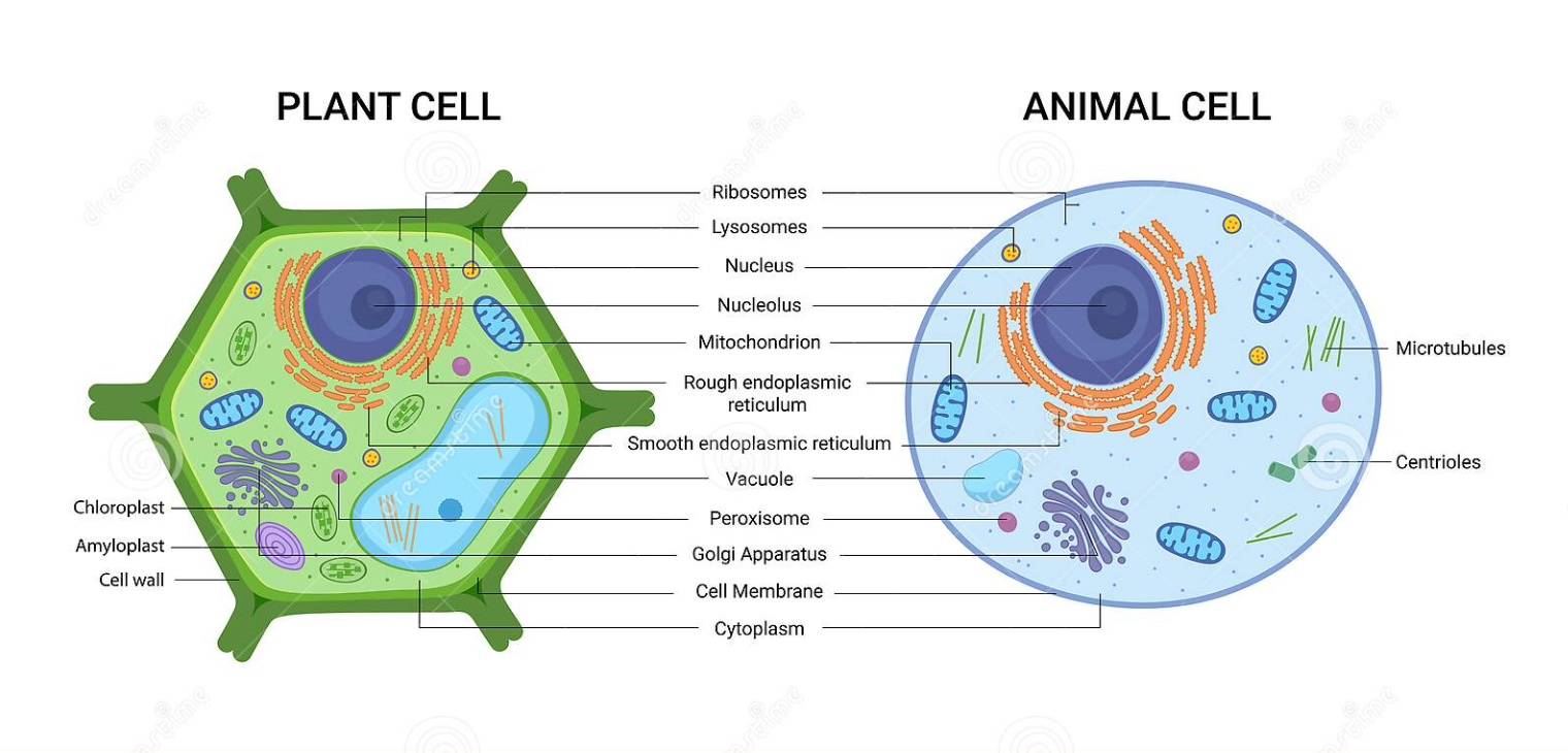 ACT Science - Plant and Animal Cell Diagrams · PrepTopia Parent Test ...