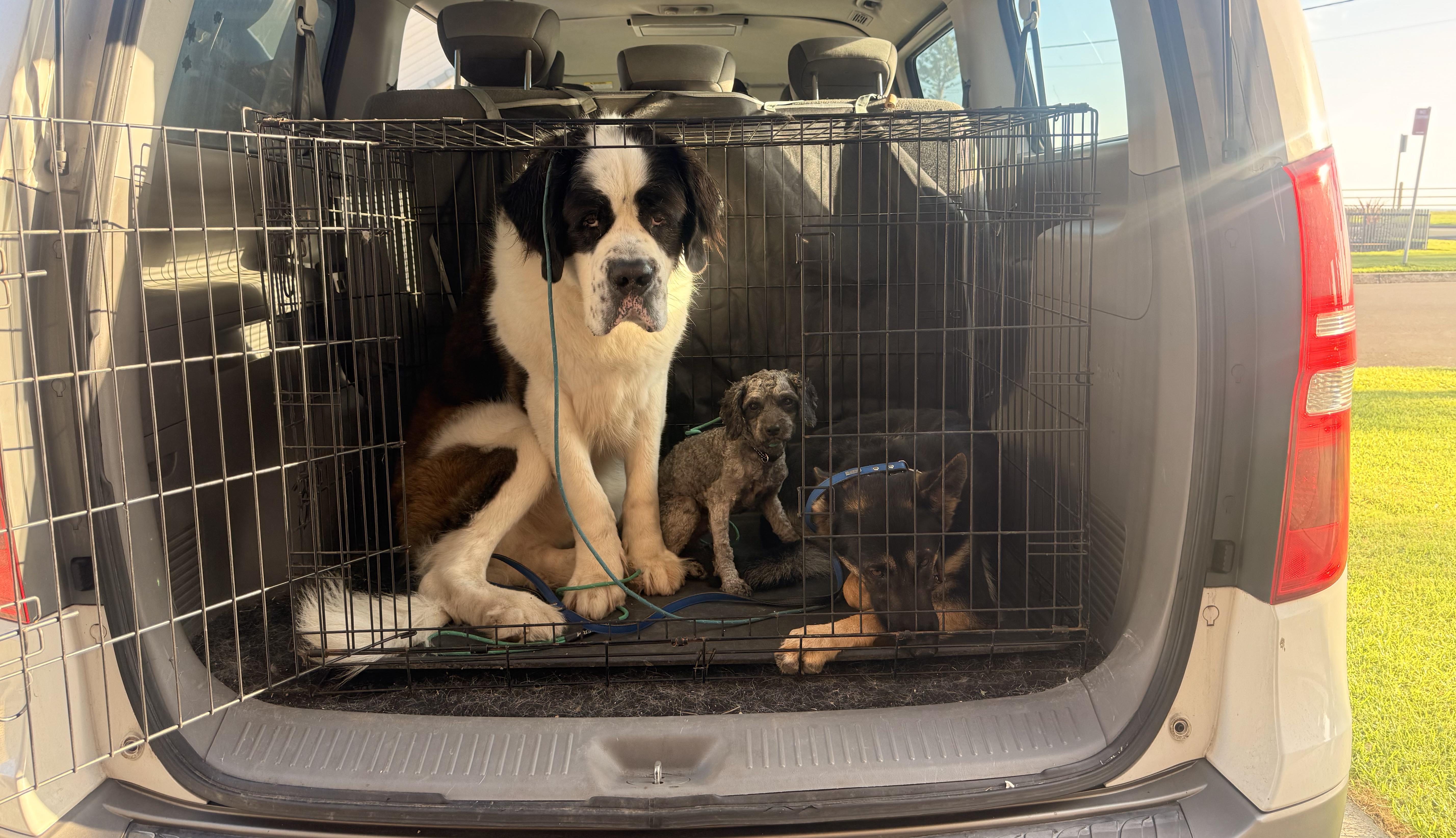 Where do your dogs travel in the car?? · Walkys Dog Training Academy