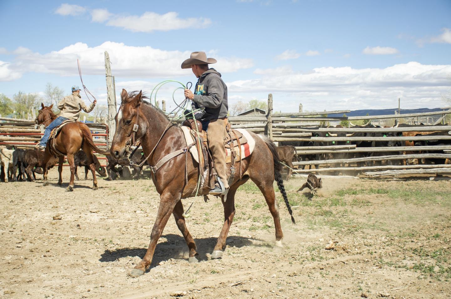 How To Start a Cattle Ranch