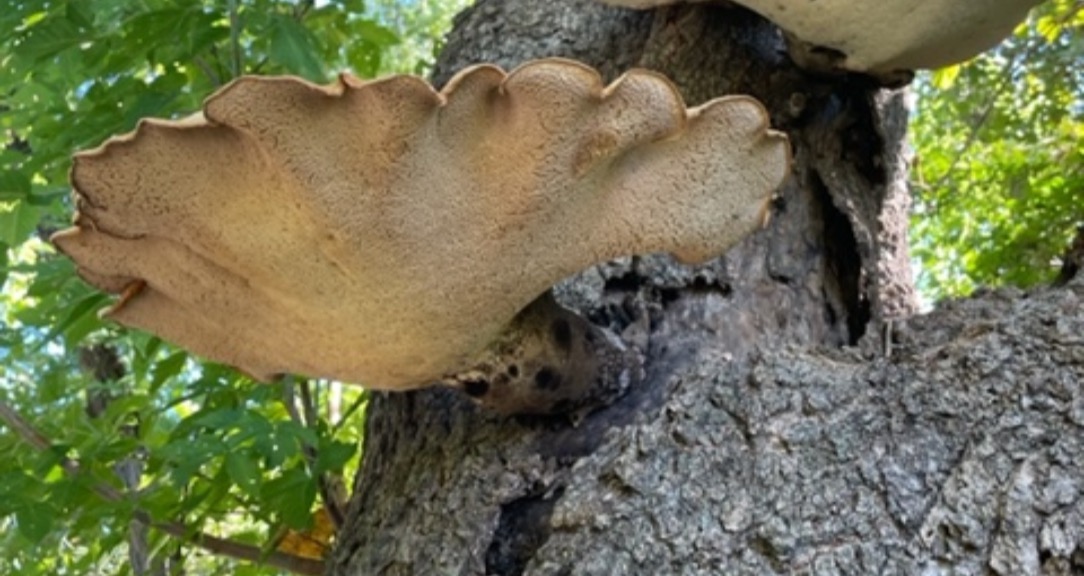 Classroom · Elemental Insights