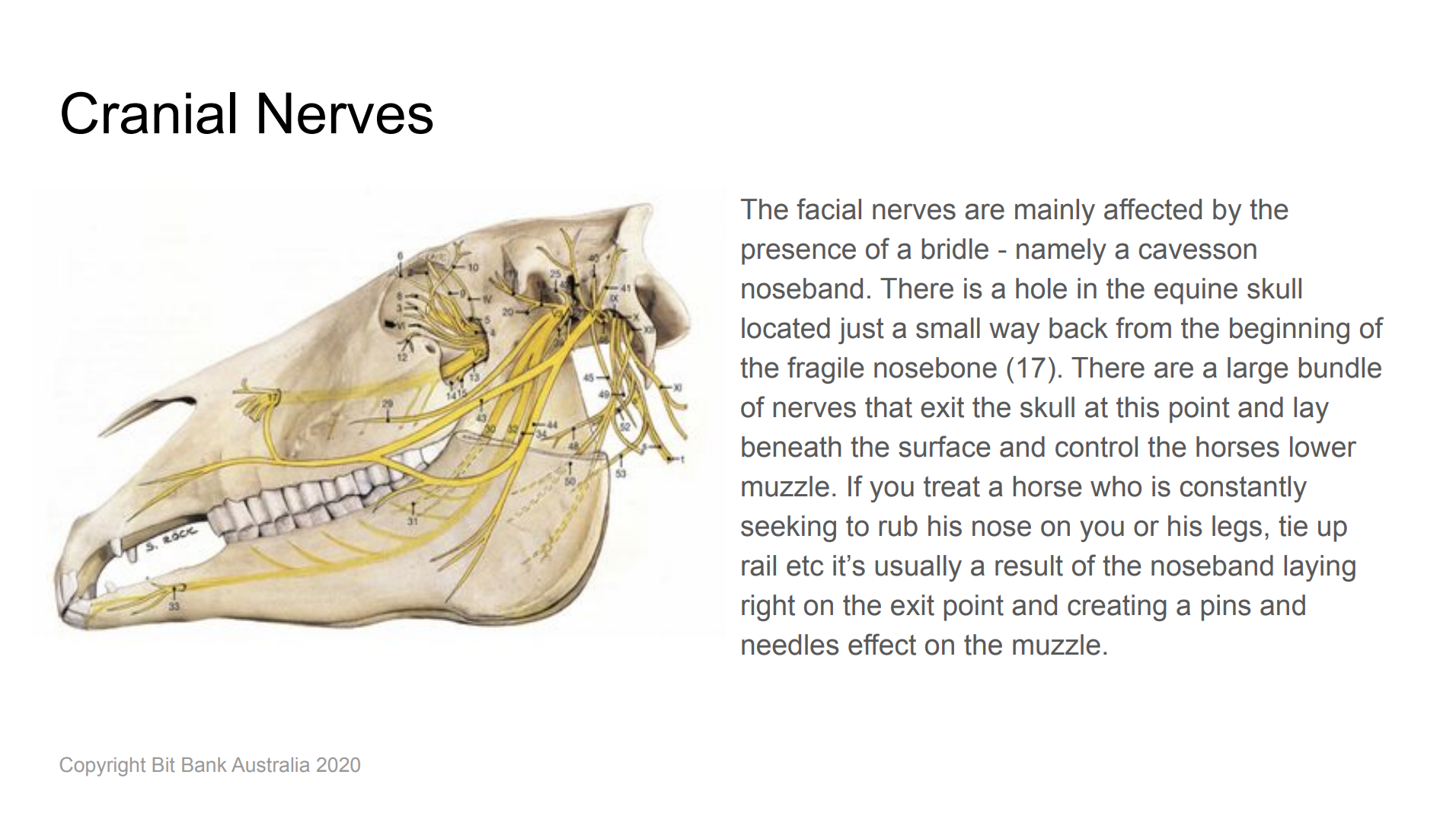 Cranial Nerve Identification · Bit Bank Australia Education