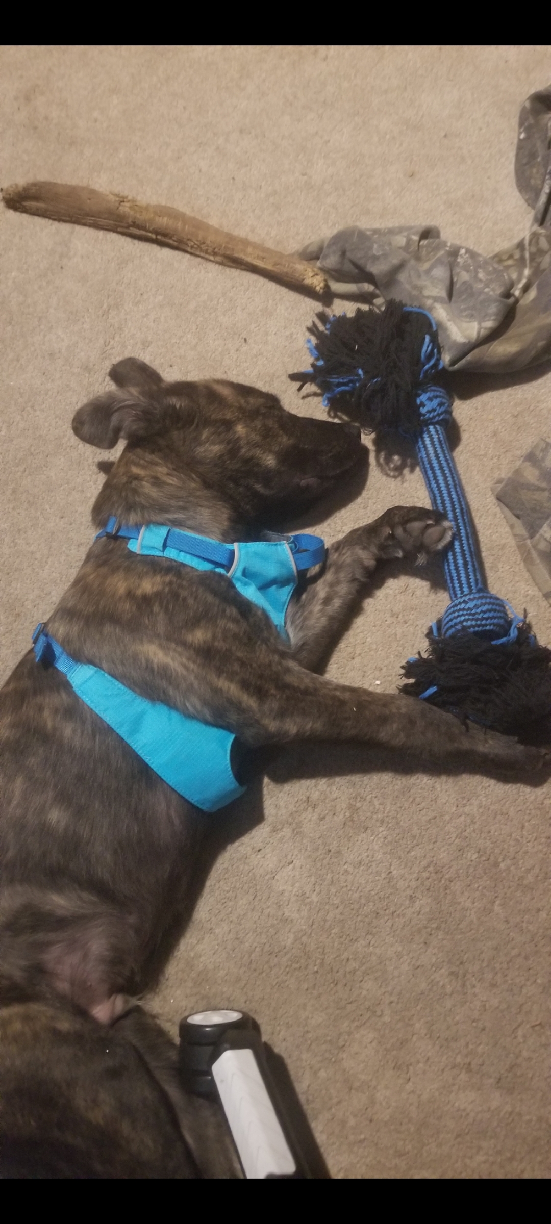 Share your pets!! · The IRL Game 🌎