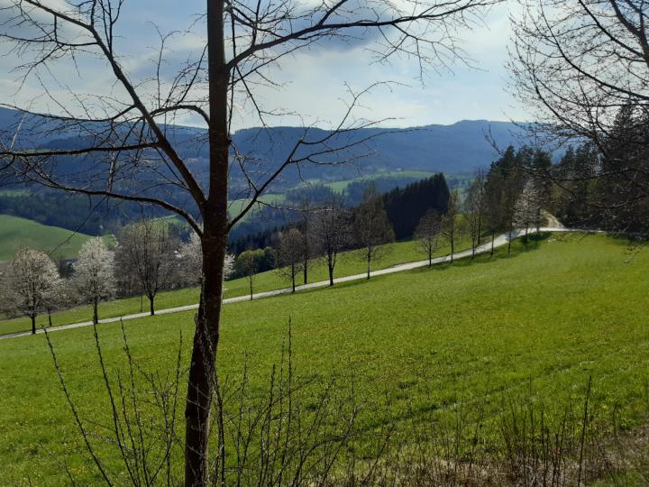 Roswitha Biller-Wildenauer