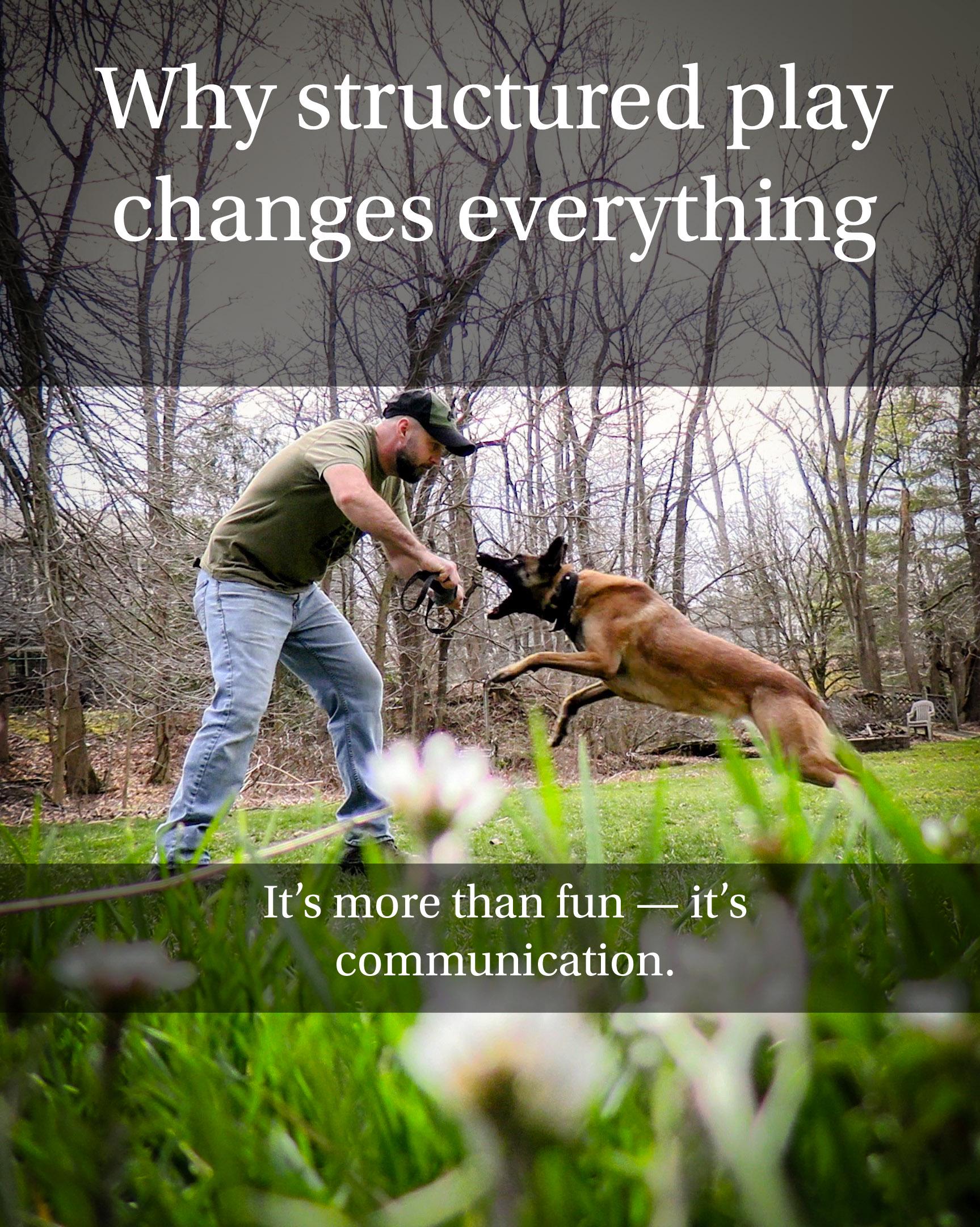 The Power of Structured Play · Paradigm K9 Dog Training