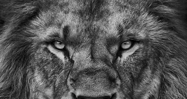 The Lion - Inner Circle