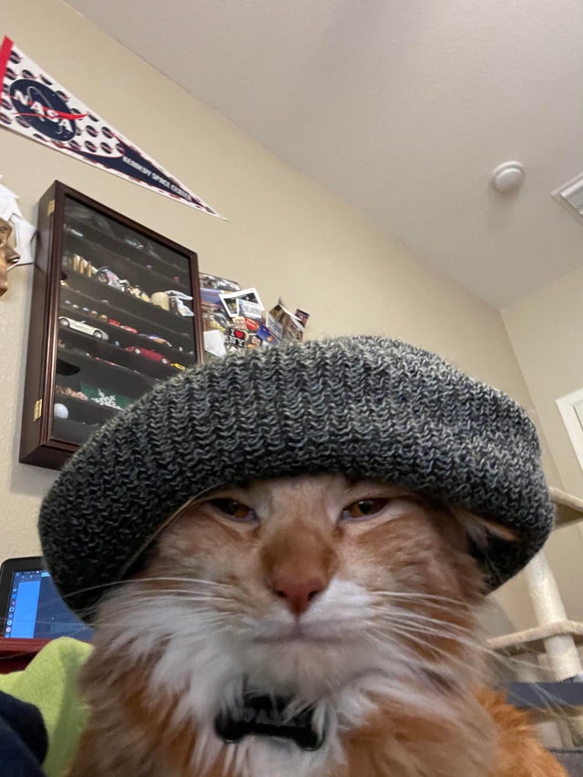 Monsieur the Cat · Cat Cult