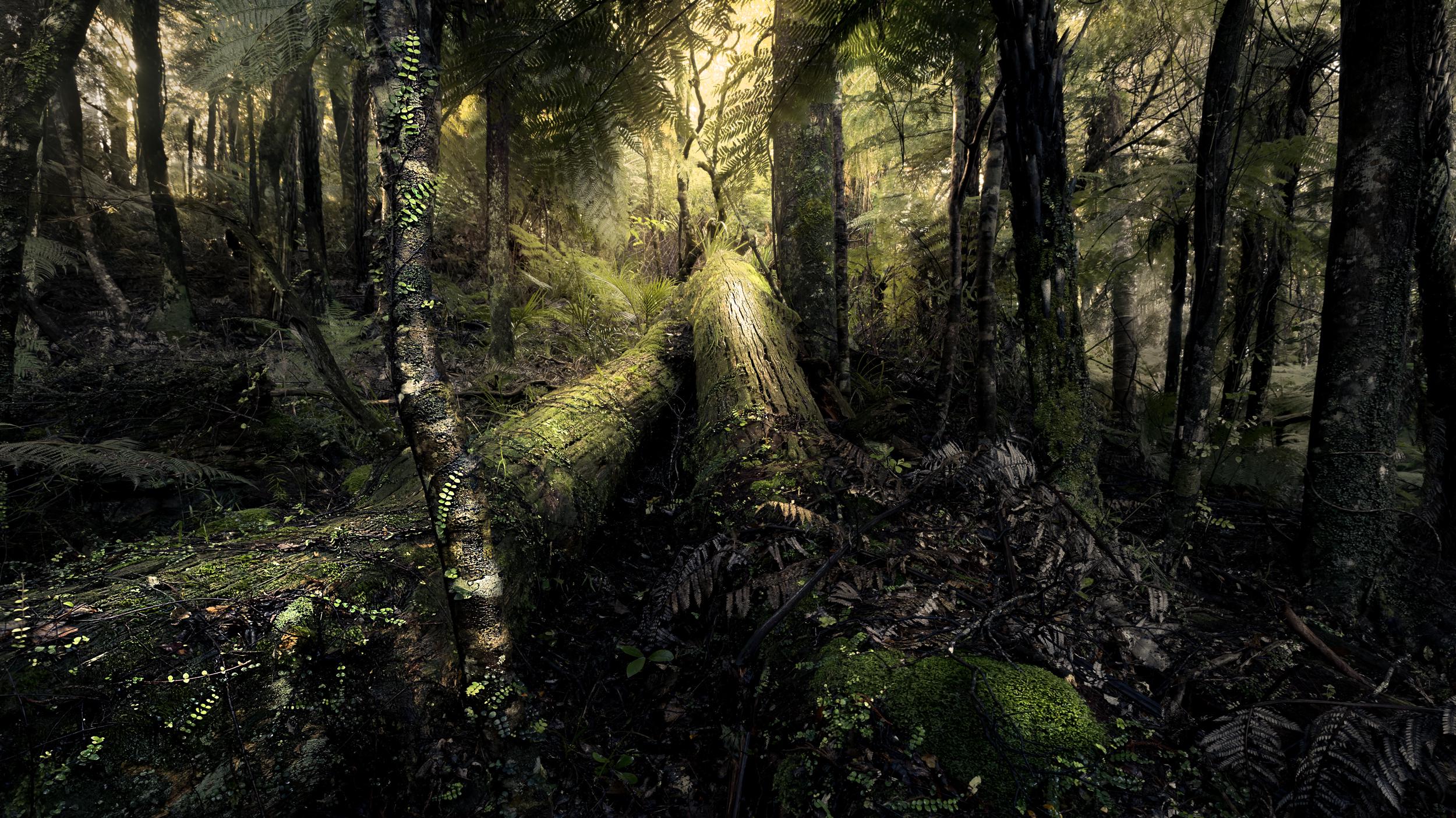 What Does The Forest Bring Alive In You? · 🌳 My Tree Legacy 🌳