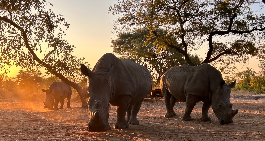 Veterinary Wild Bunch