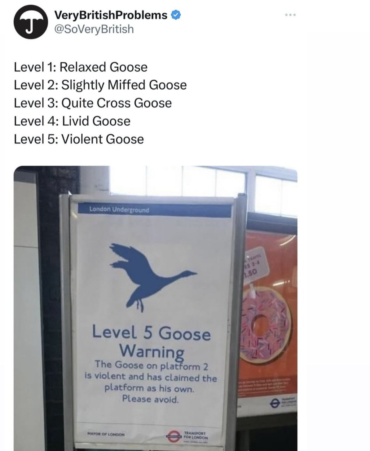 Goose on the Loose!! 🦤 · 𝙂𝙊𝙊𝙎𝙄𝙁𝙔 🍓🐛🦋🌈⭐️🩷
