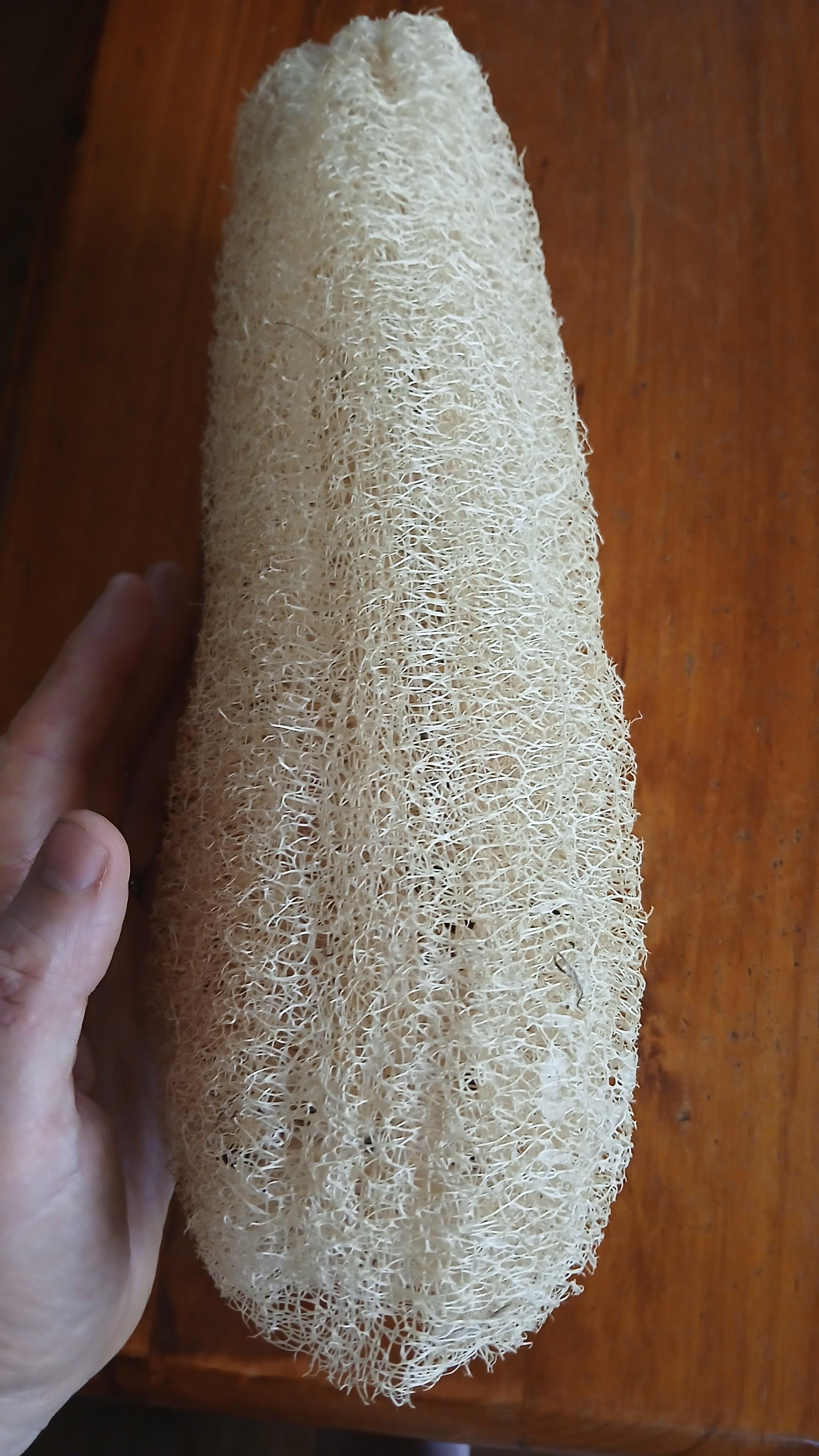 Loofa sponge seeds to swap · The Garden Creator Hub