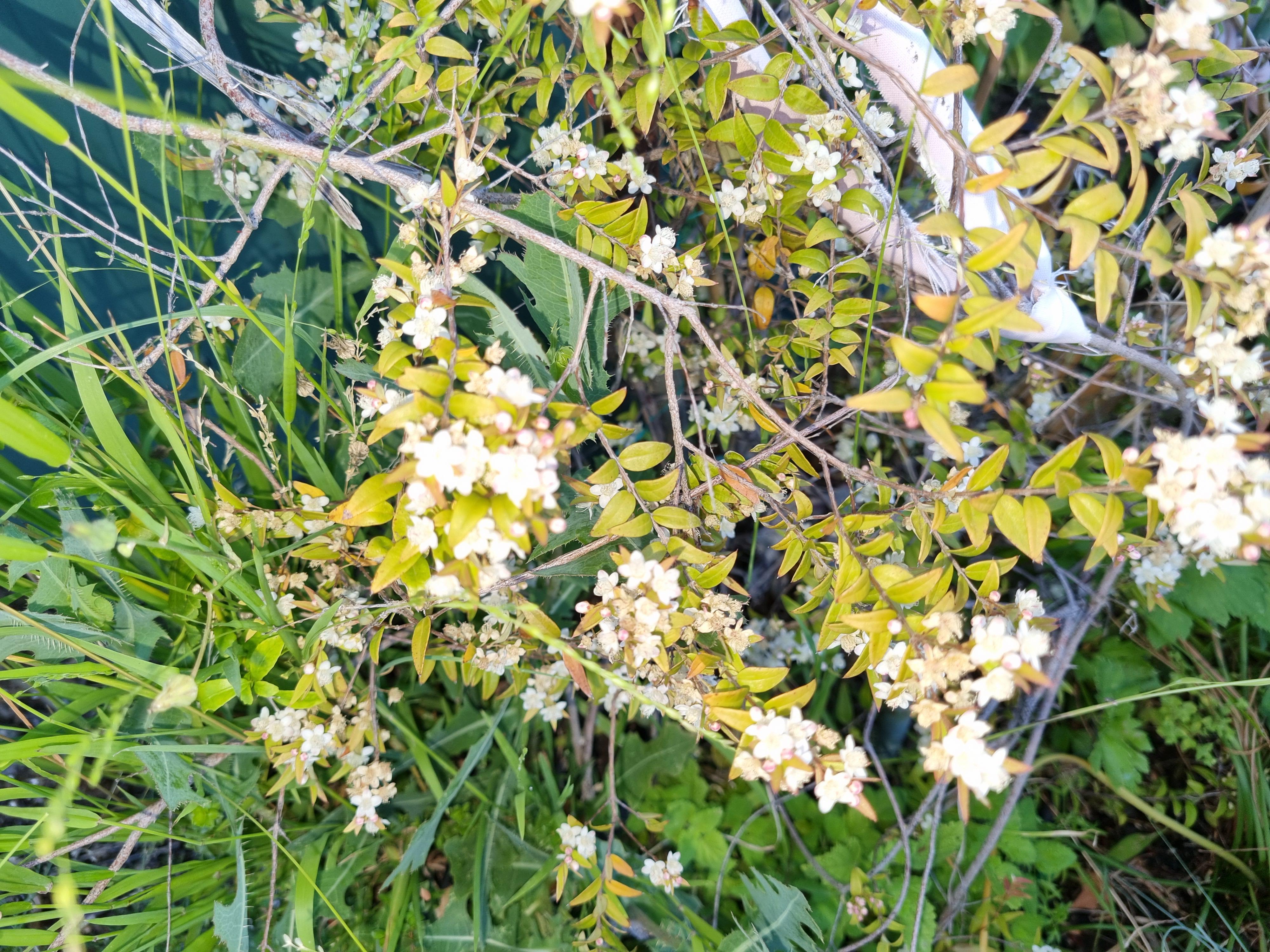 Midyim berry (Austromyrtus dulcis) · The Garden Creator Hub