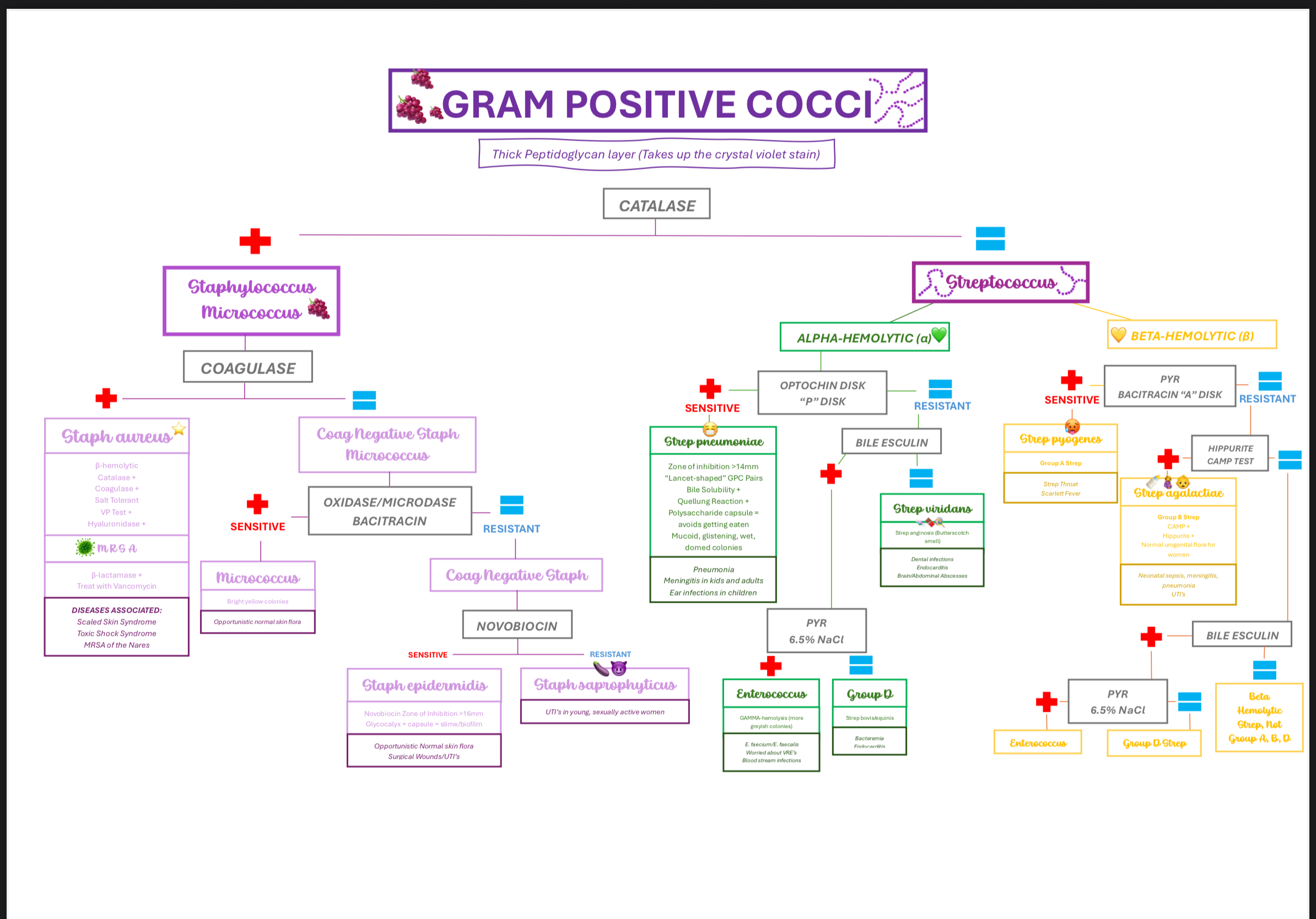 Microbiology CHEAT CODES: Flow Charts for Gram-Positives & Gram ...
