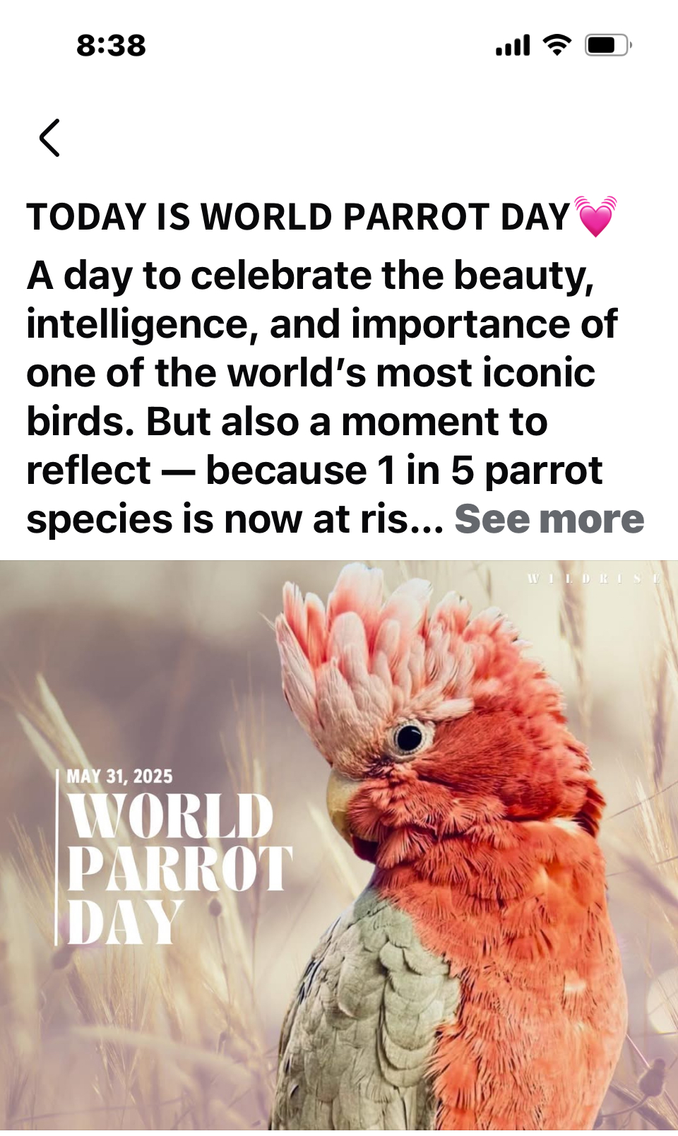 Today is World Parrot Day! 🦜 · Vocal Power - Public Speaking