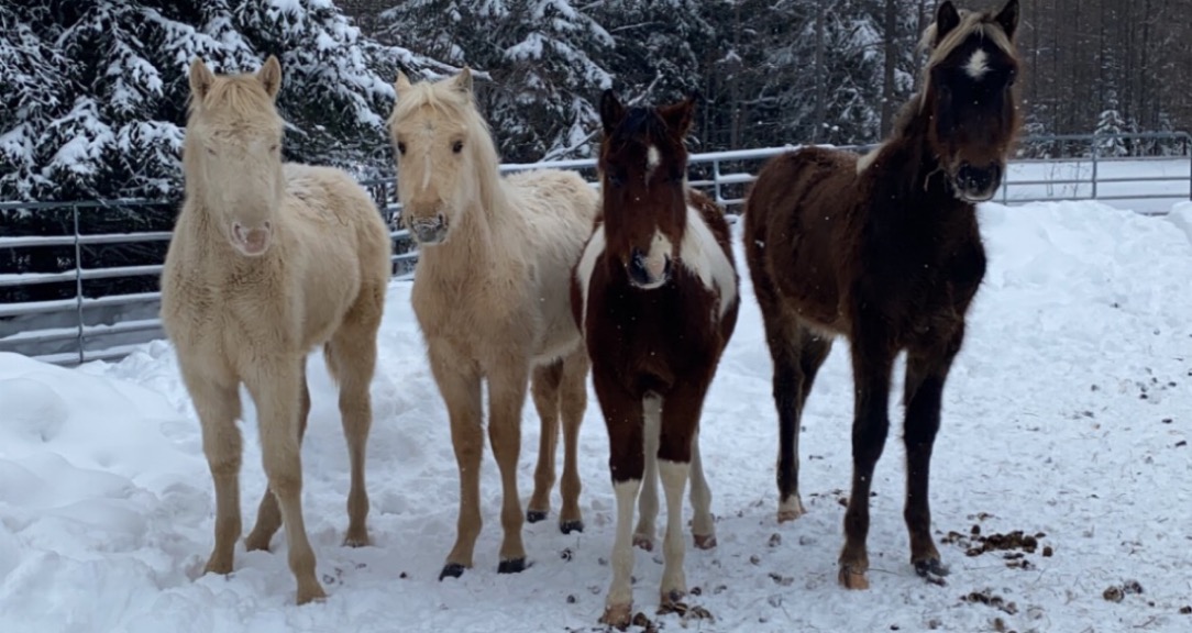 Shameless Plug!! · TheFarmFluencers Collective