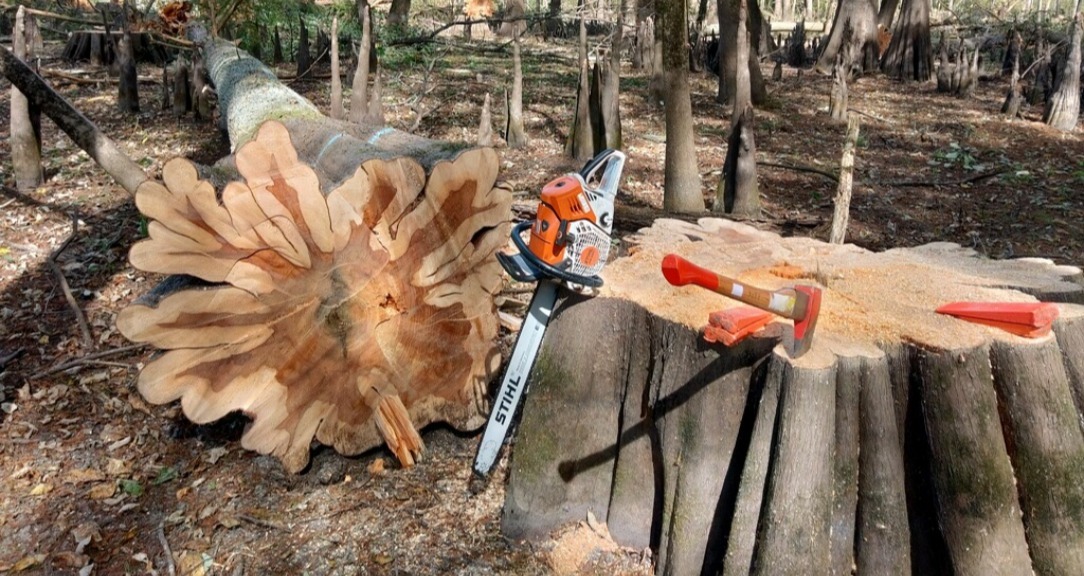 Elevated Tree Services@WTT