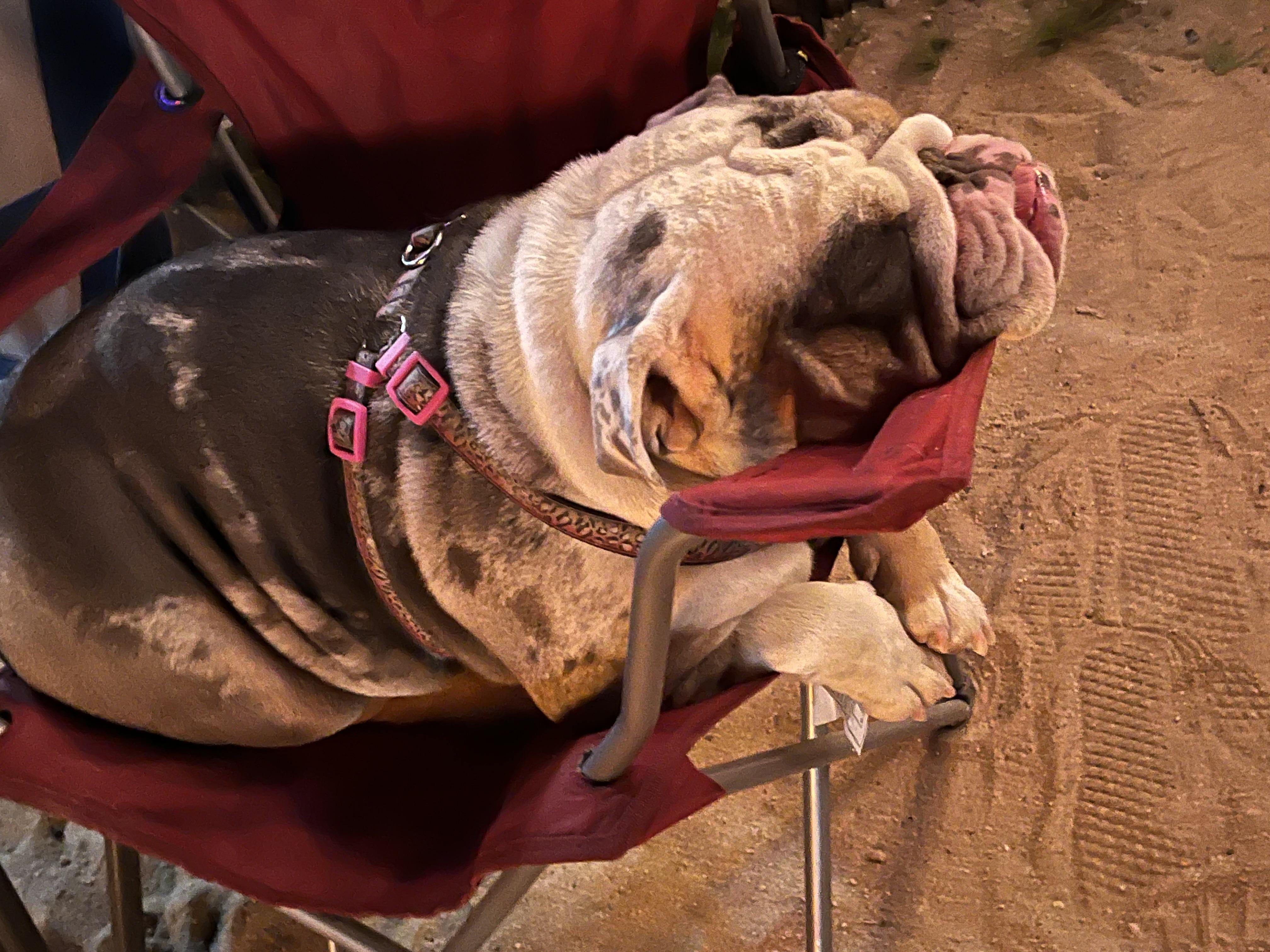 Many adventures · Cool Dog Skool