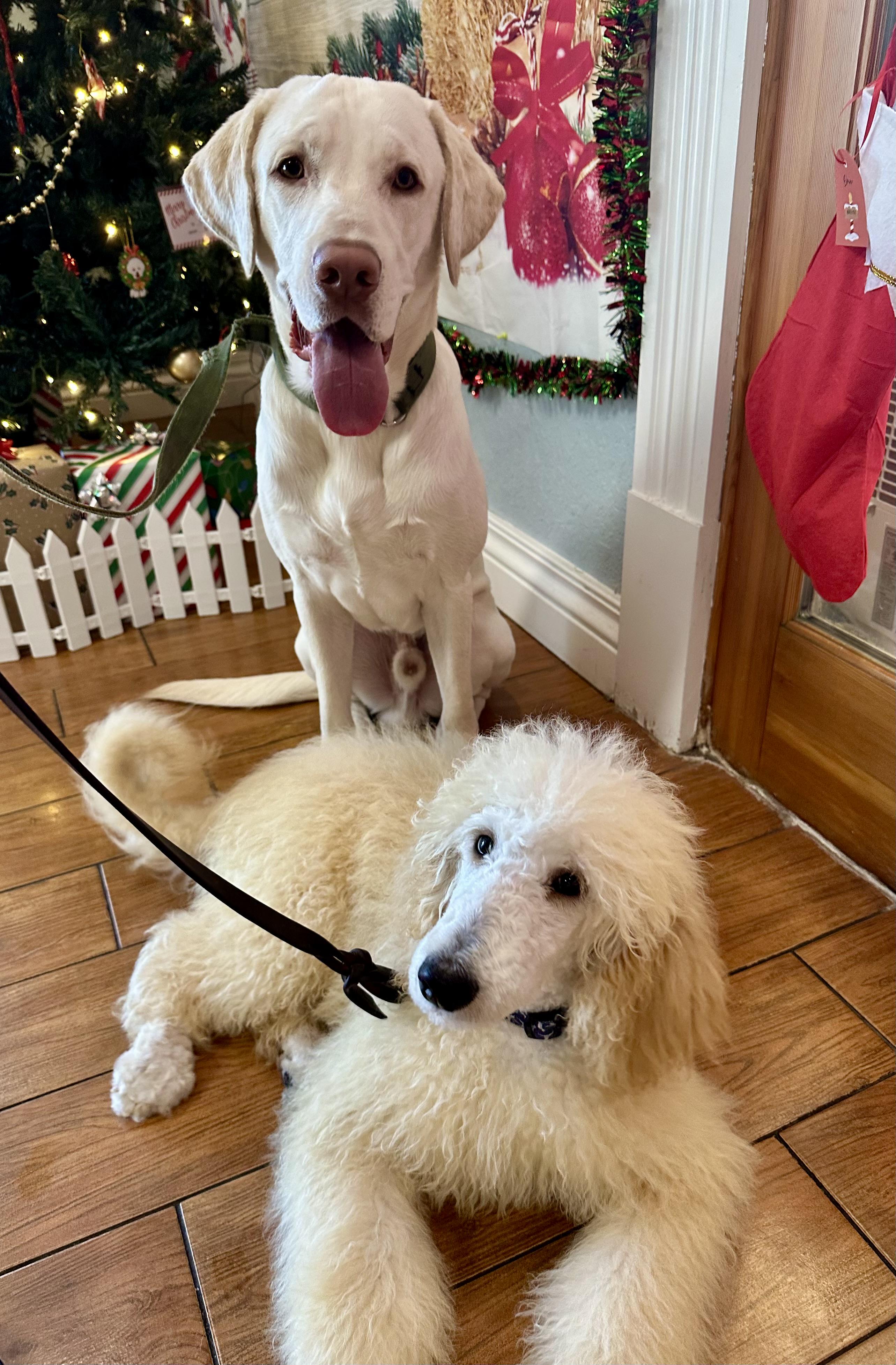 Let’s see those Holiday Pups!! 🎄 · Cool Dog Skool