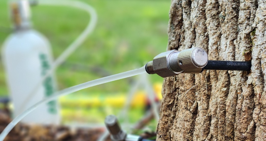 CODIT · STS Arborists