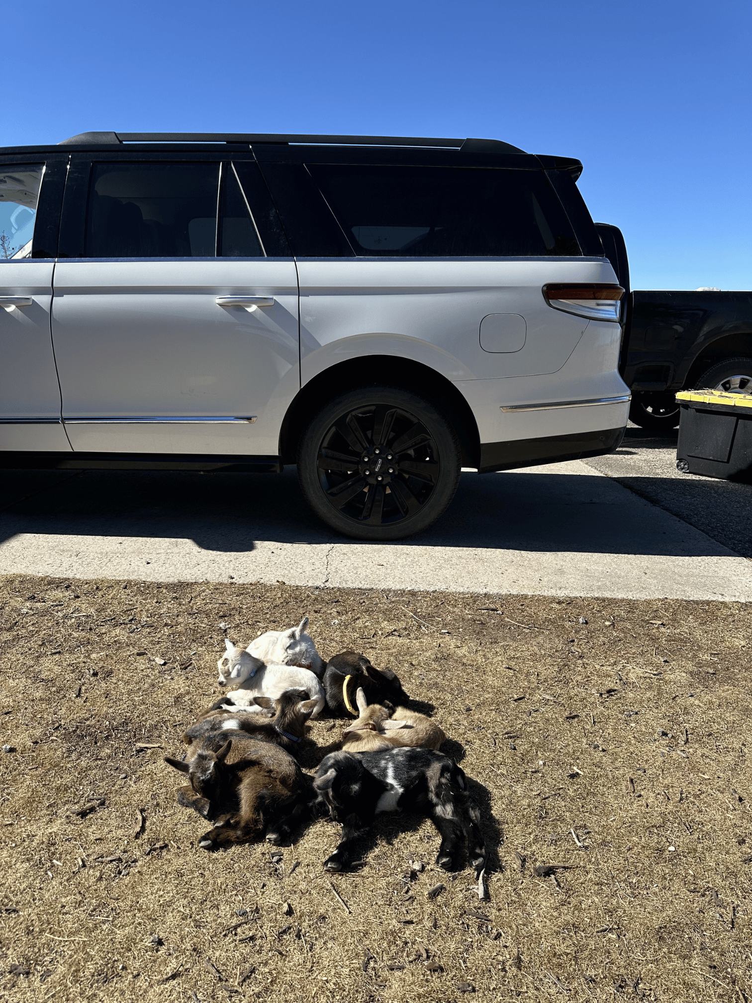 Baby Goats Changed Everything For Us · 6-Figure Affiliate Blueprint