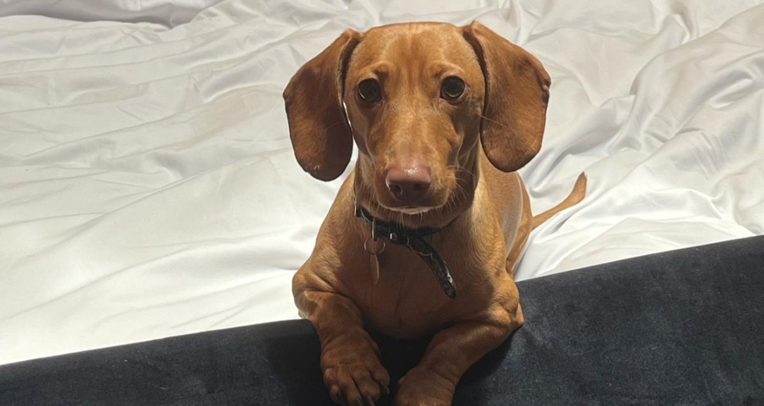How are our dogs doing today?! · Ern-Dog