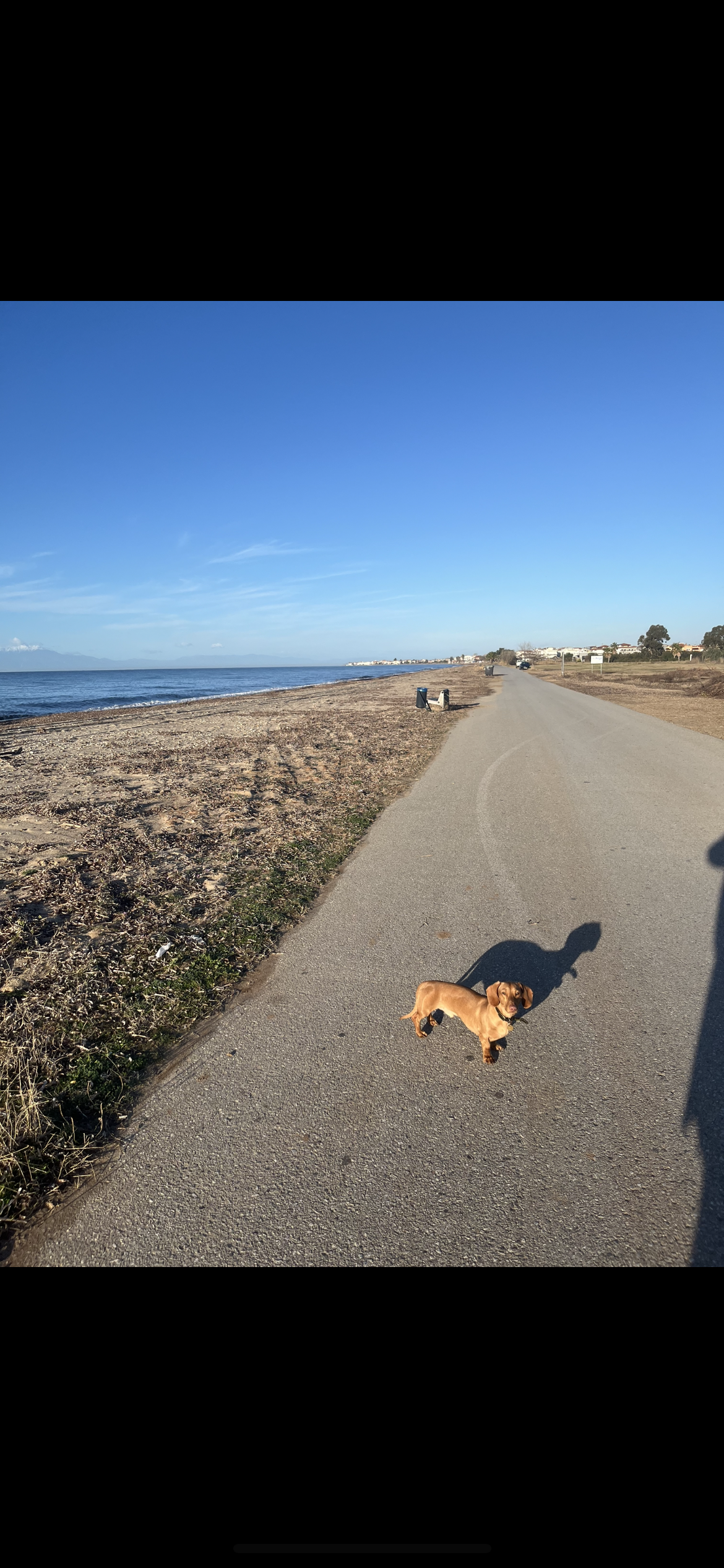 Beach walks · Ern-Dog