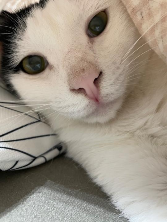 Bella Teng