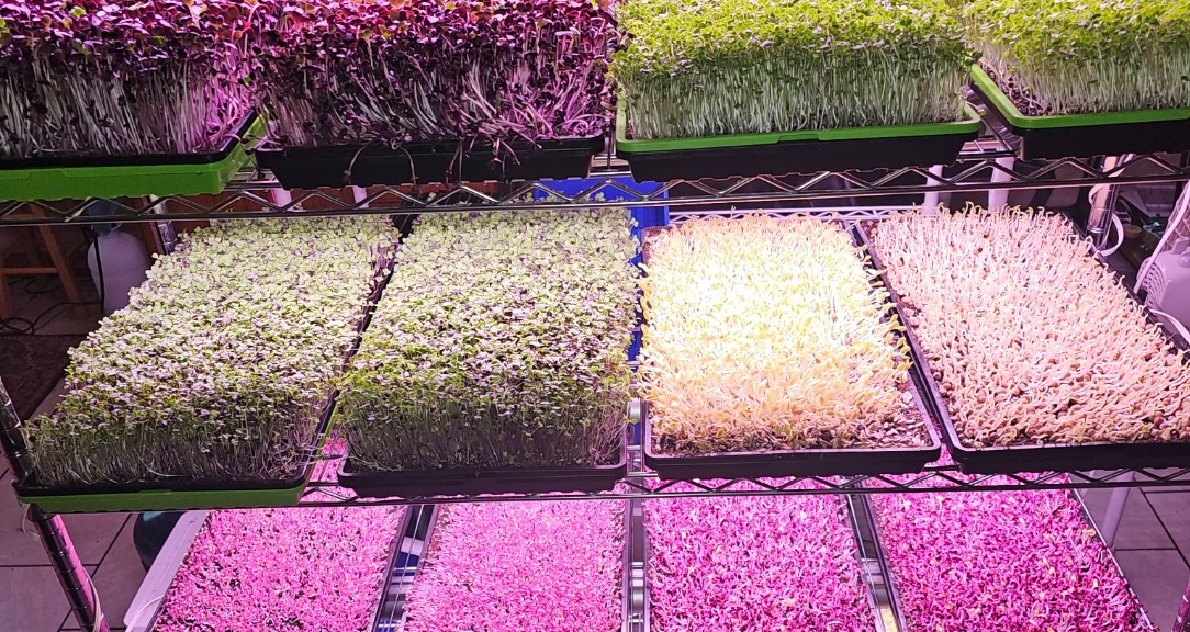 The Lord's Lettuce Access