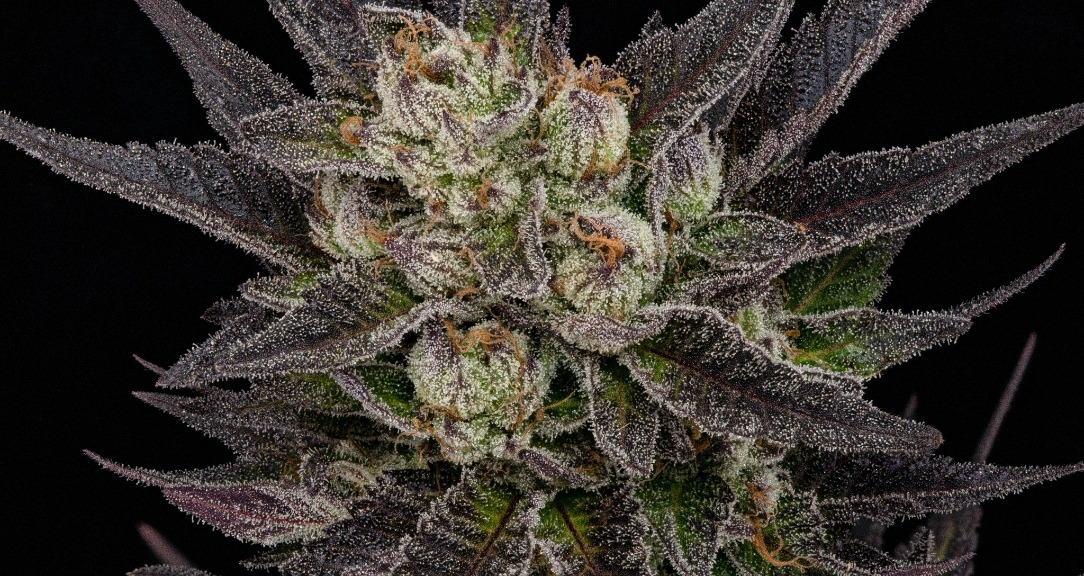 Mother Magnolia Cultivation